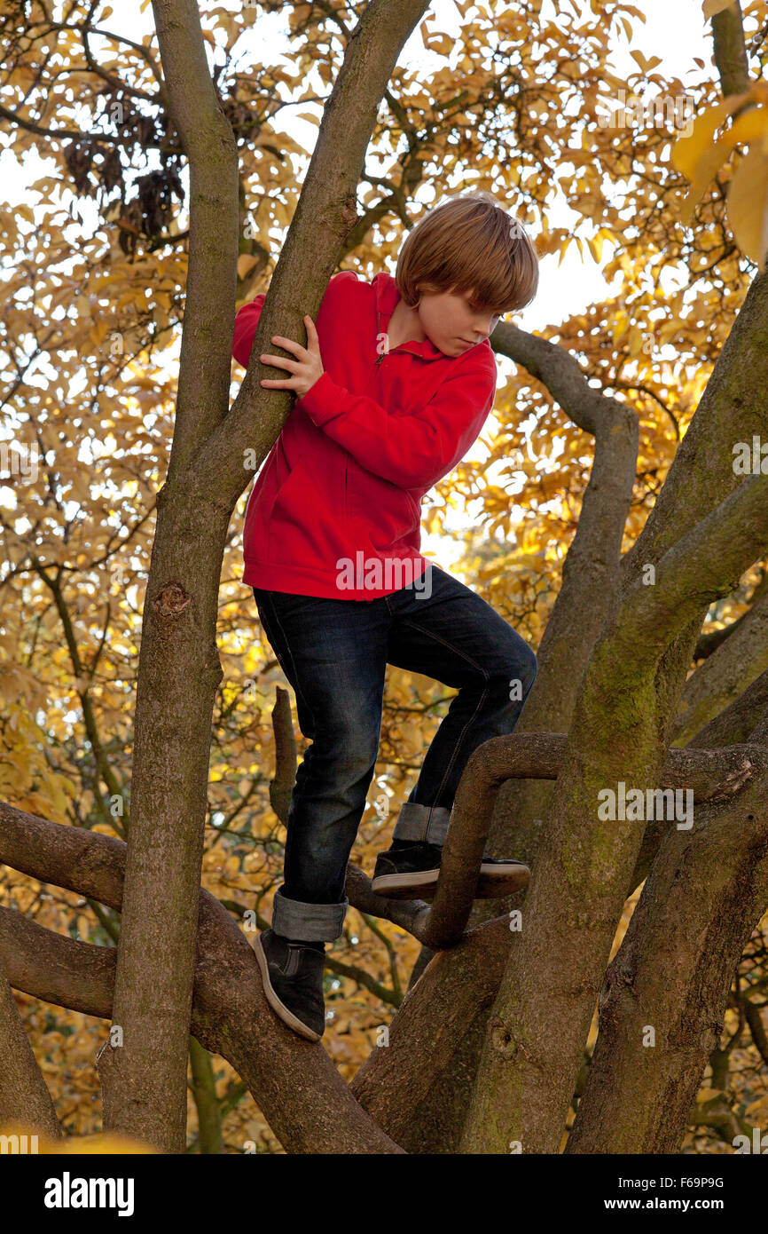 young boy climbing a tree Stock Photo - Alamy