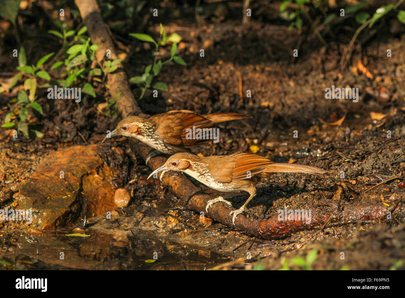 Large Scimitar Babbler ( Pomatorhinus hypoleucos ) birds in nature ...