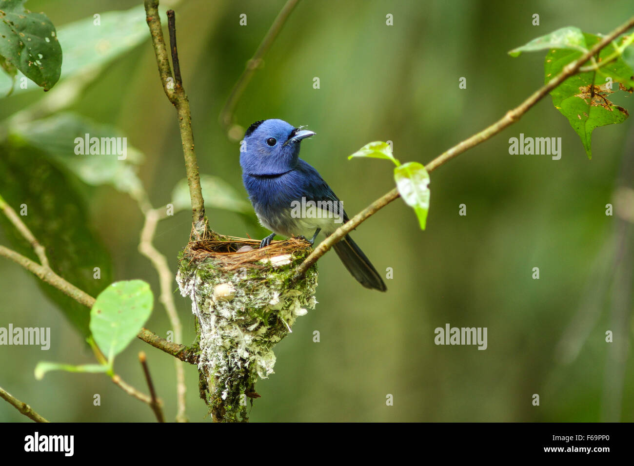 Black naped monarch bird hi-res stock photography and images - Alamy