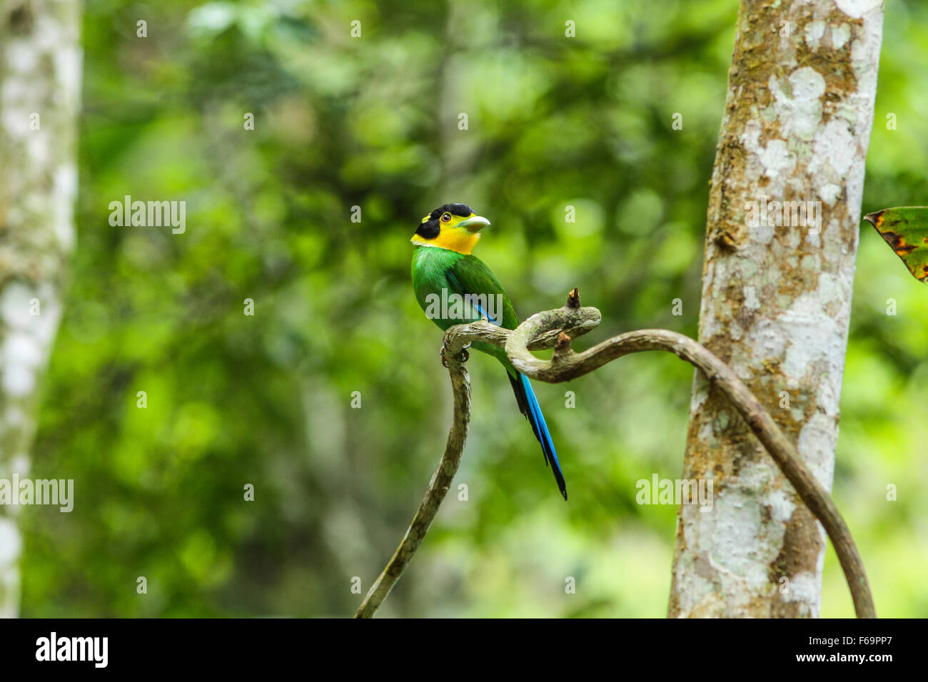 colorful bird long tailed broadbill on tree branch in forest Stock ...
