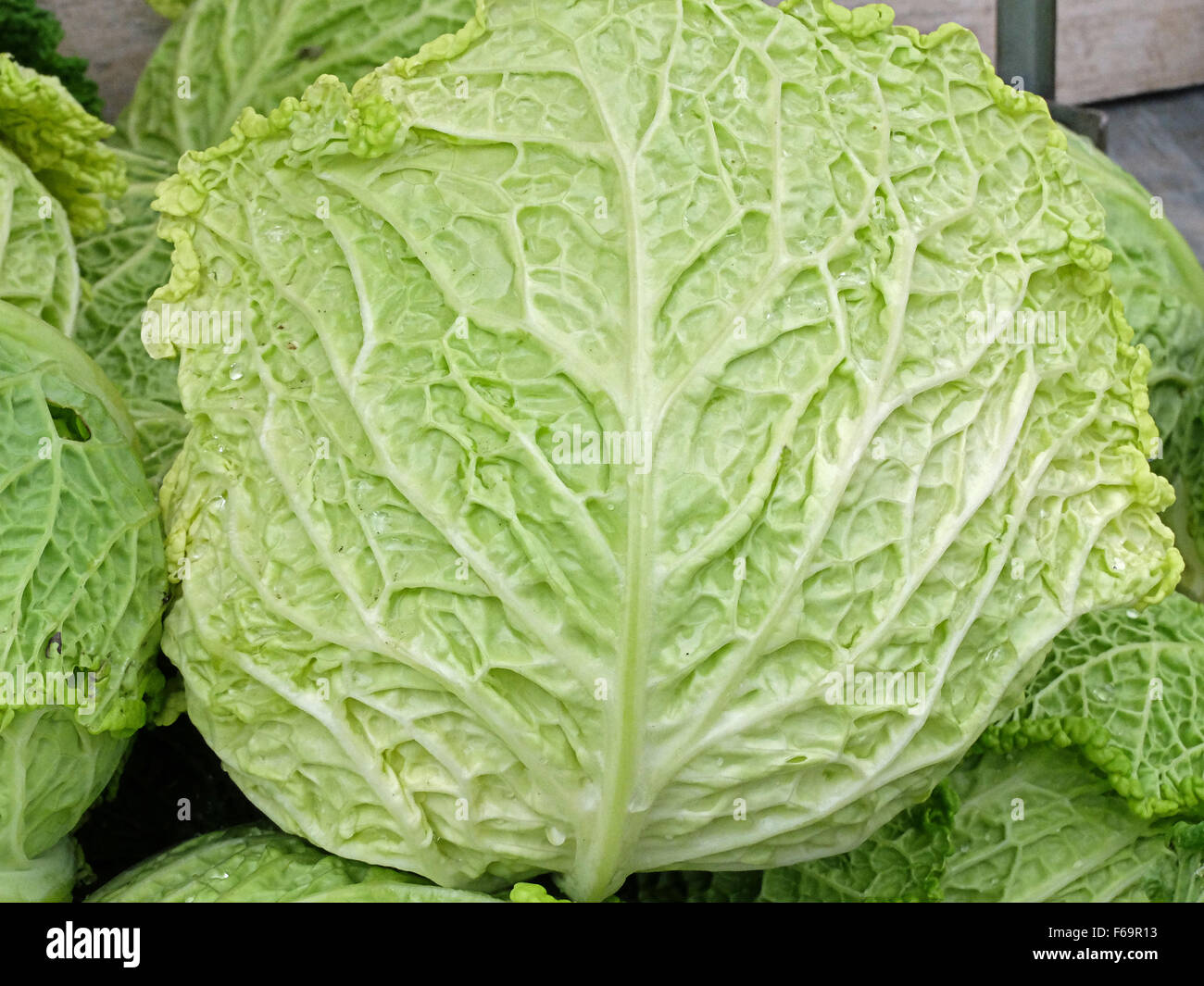 A close up photo of a head of cabbage at the Union Square Green Market ...