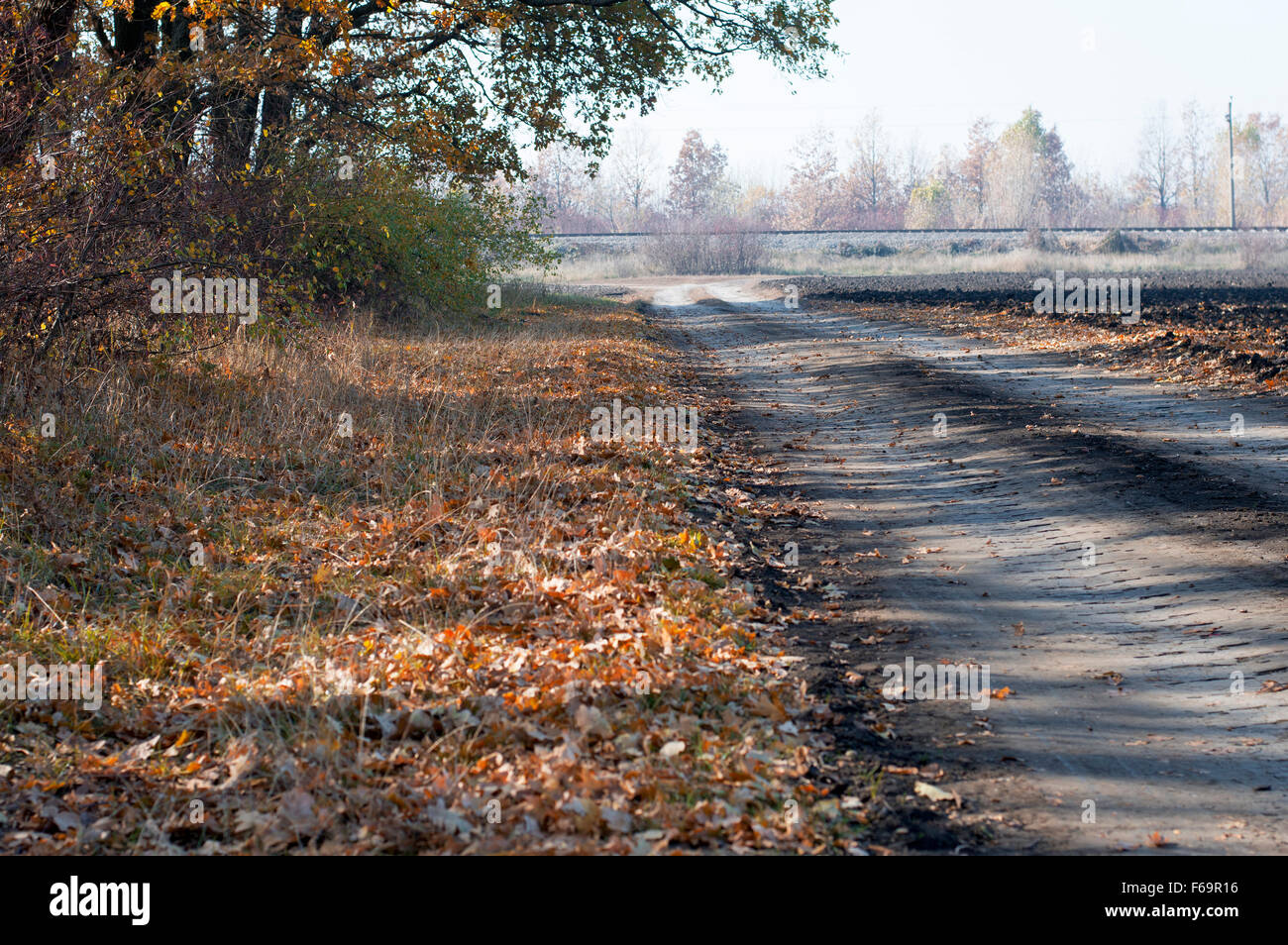 the earth road covered with foliage between the wood and a field Stock ...