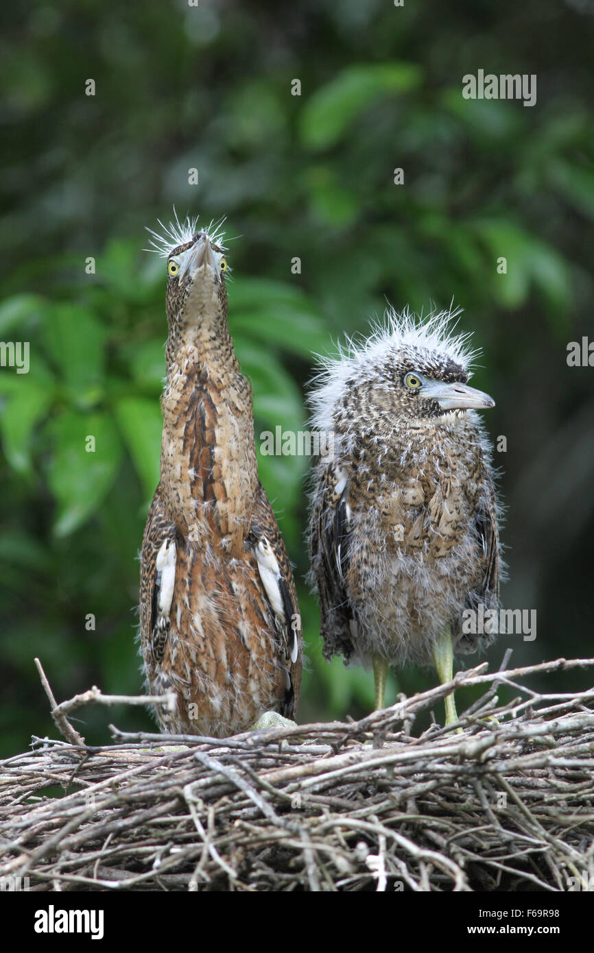 young Malayan Night Heron bird in nature Stock Photo - Alamy