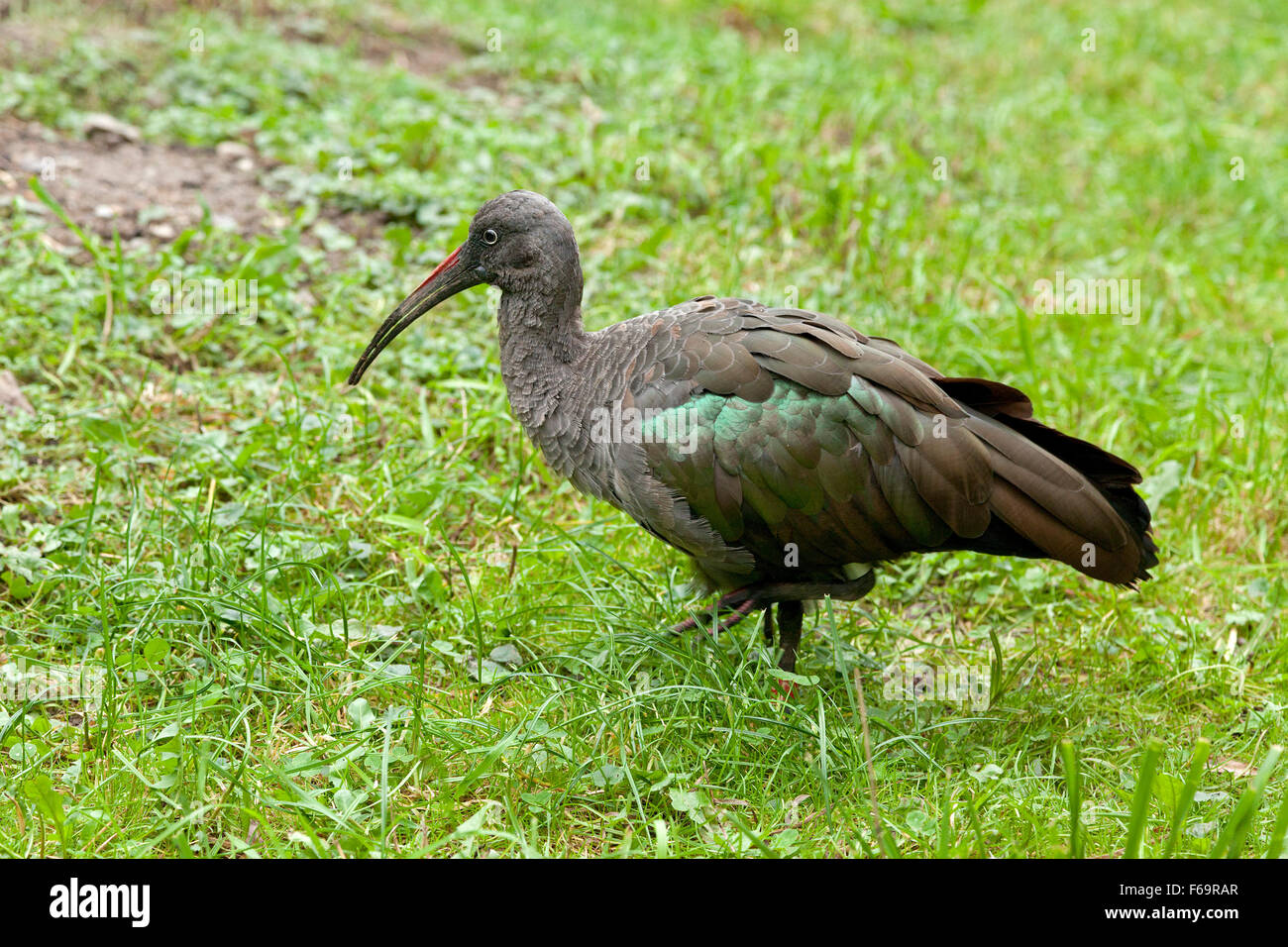 Vogel ibis hi-res stock photography and images - Alamy
