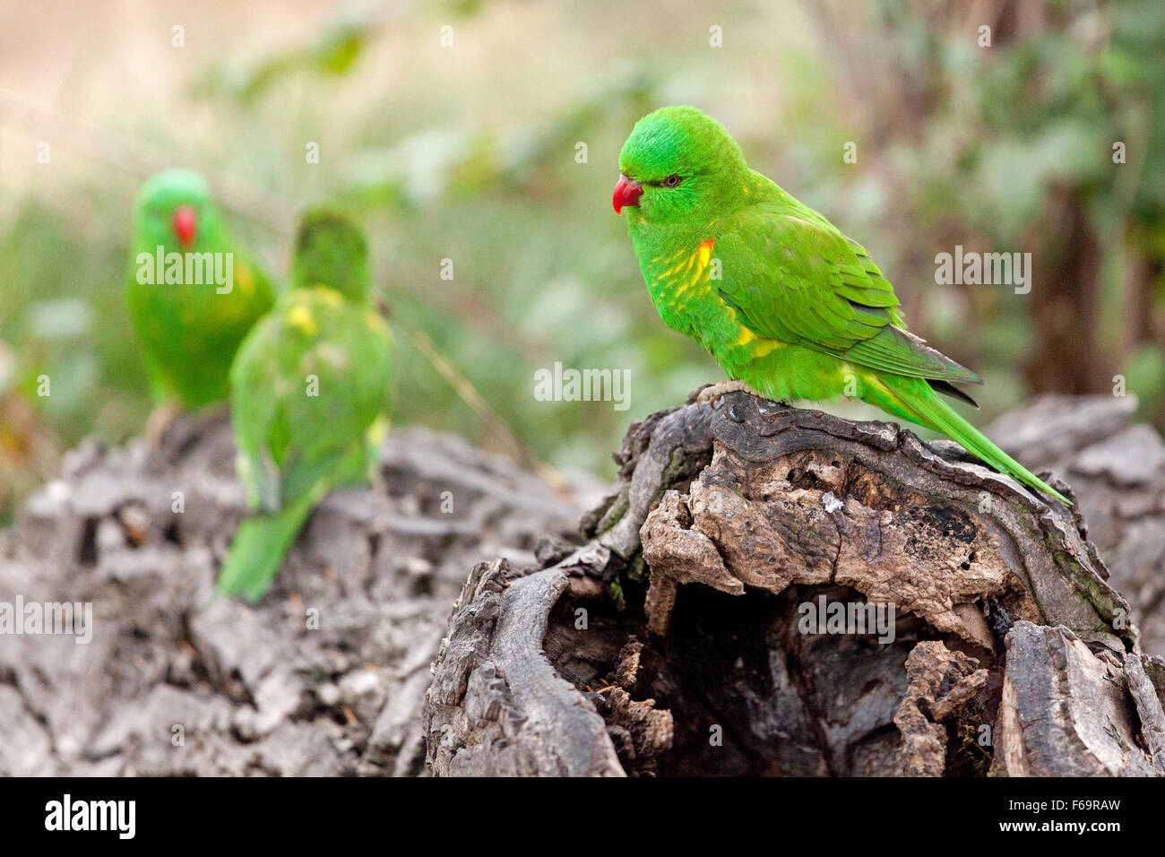 Prague zoo animal hi-res stock photography and images - Alamy