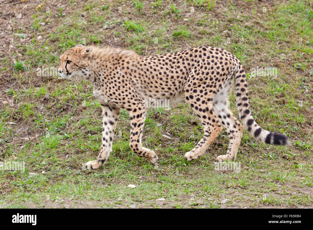 cheetah (Acinonyx jubatus), zoo, Prague, Czech Republic Stock Photo - Alamy