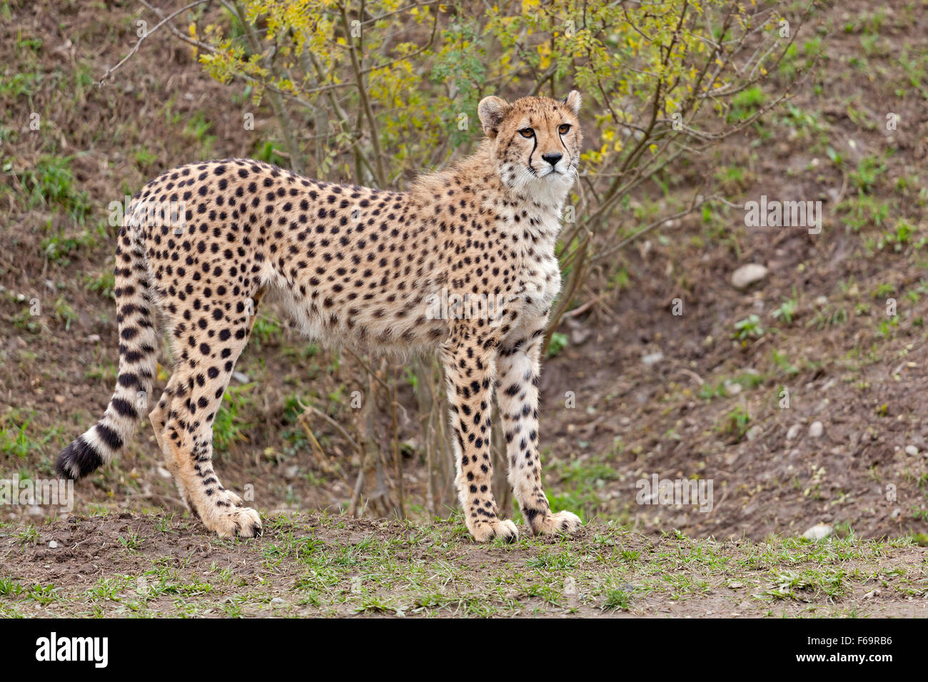 cheetah (Acinonyx jubatus), zoo, Prague, Czech Republic Stock Photo - Alamy
