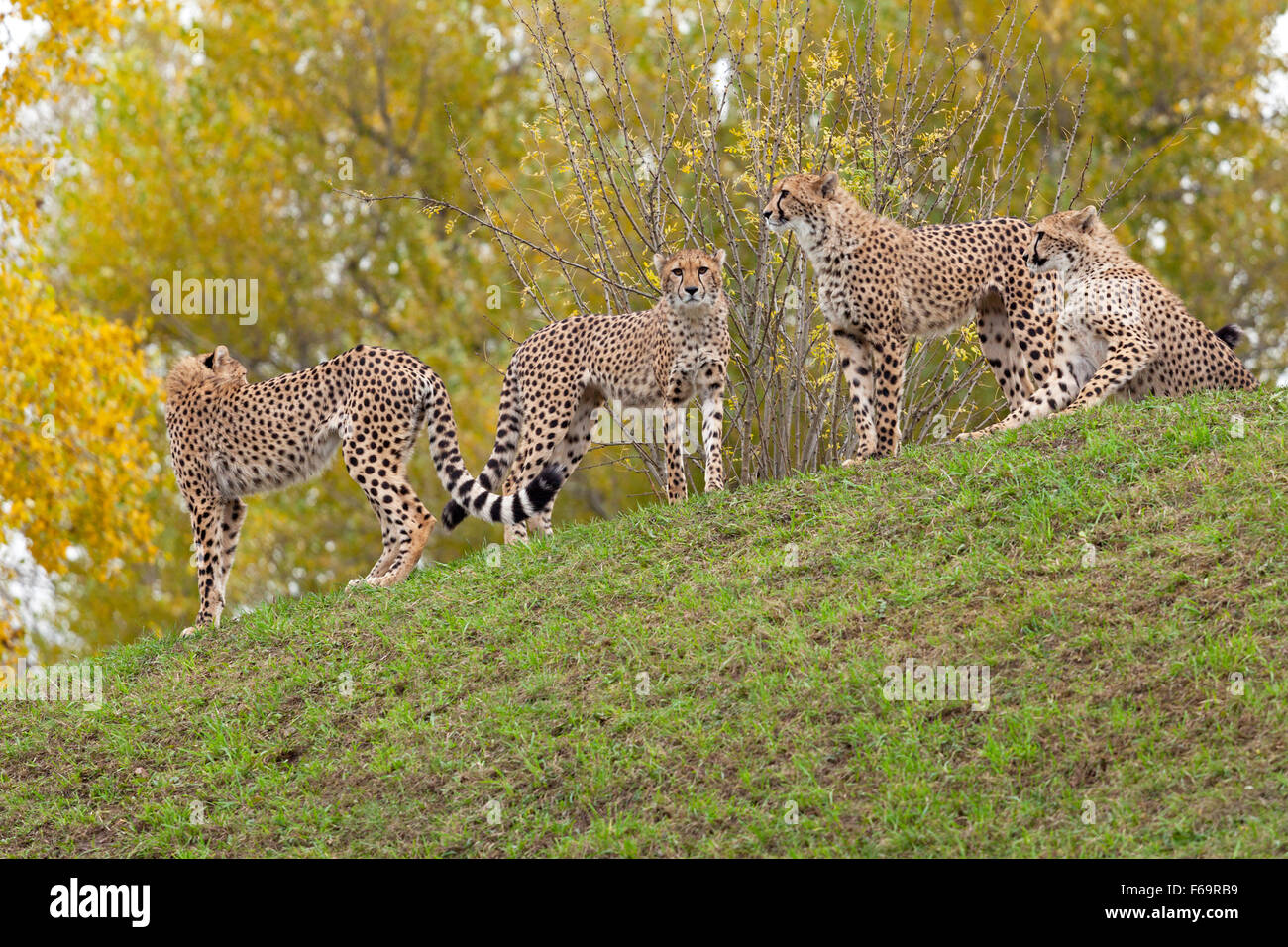 cheetahs (Acinonyx jubatus), zoo, Prague, Czech Republic Stock Photo ...