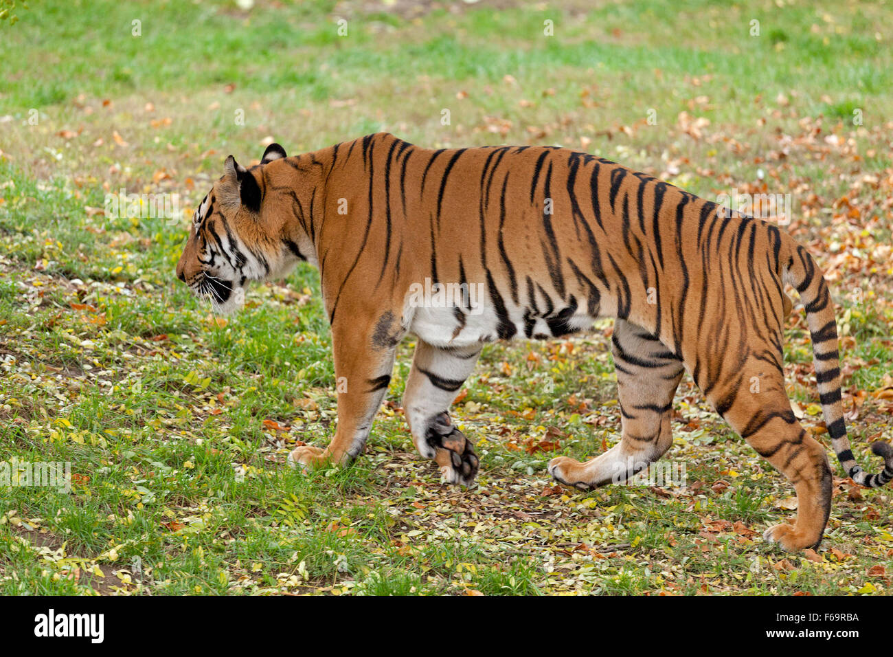Walking sumatran tiger panthera tigris hi-res stock photography and images - Alamy