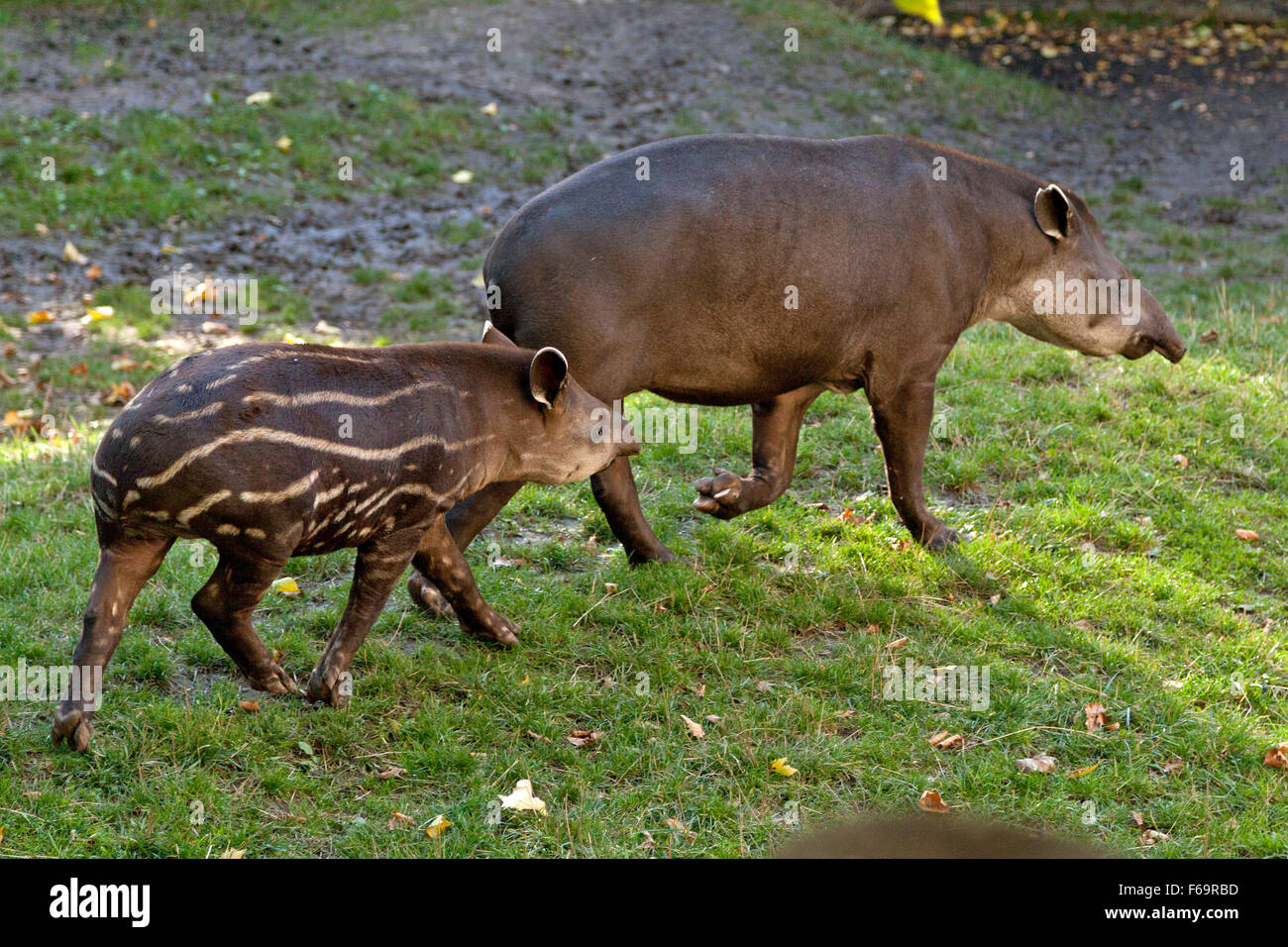 tapir with young tapir, (Tapirus), Zoo, Prague, Czech Republic Stock ...