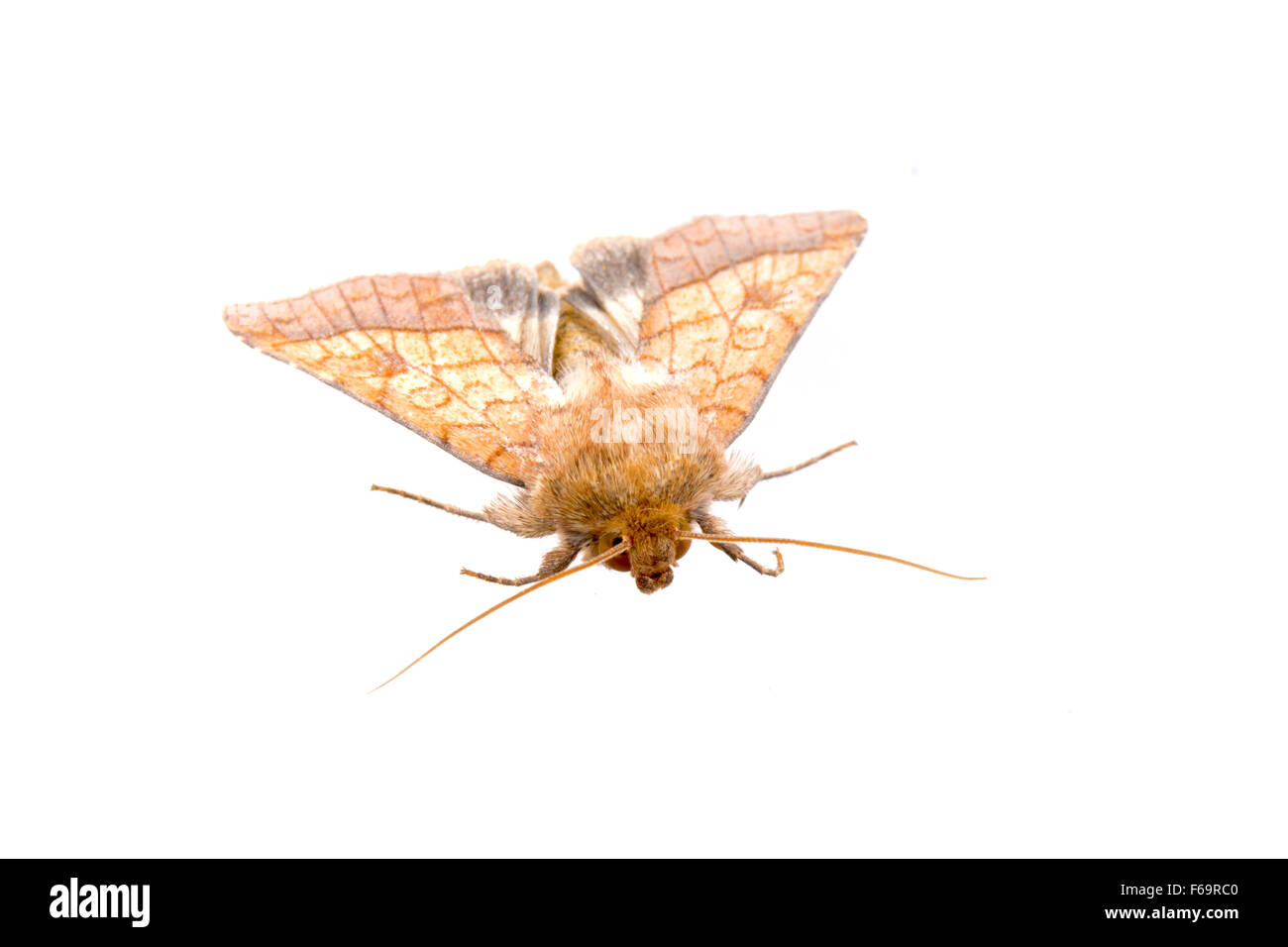 Moths isolated Cut Out Stock Images & Pictures - Alamy