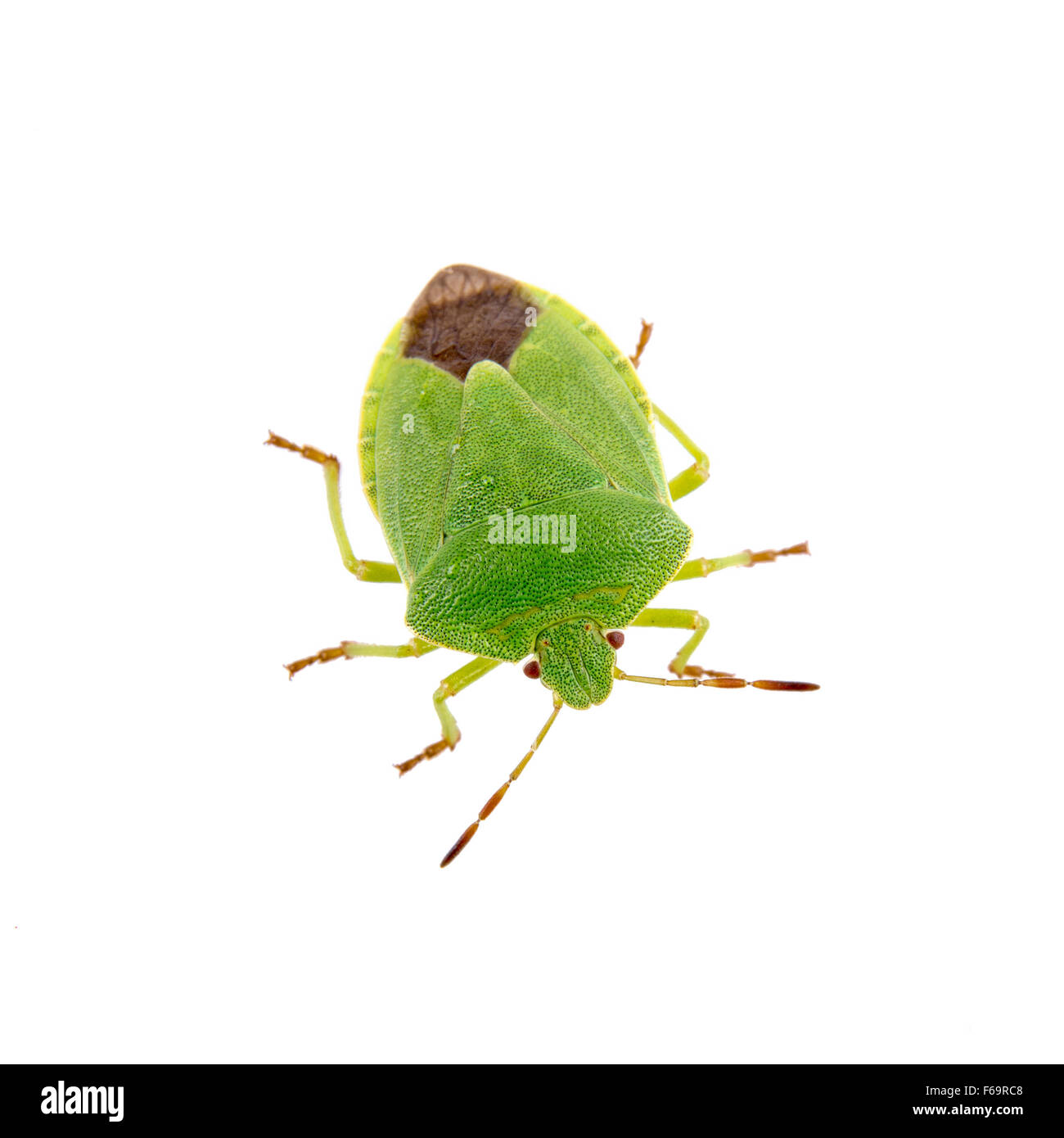 Green stink bugs Cut Out Stock Images & Pictures - Alamy