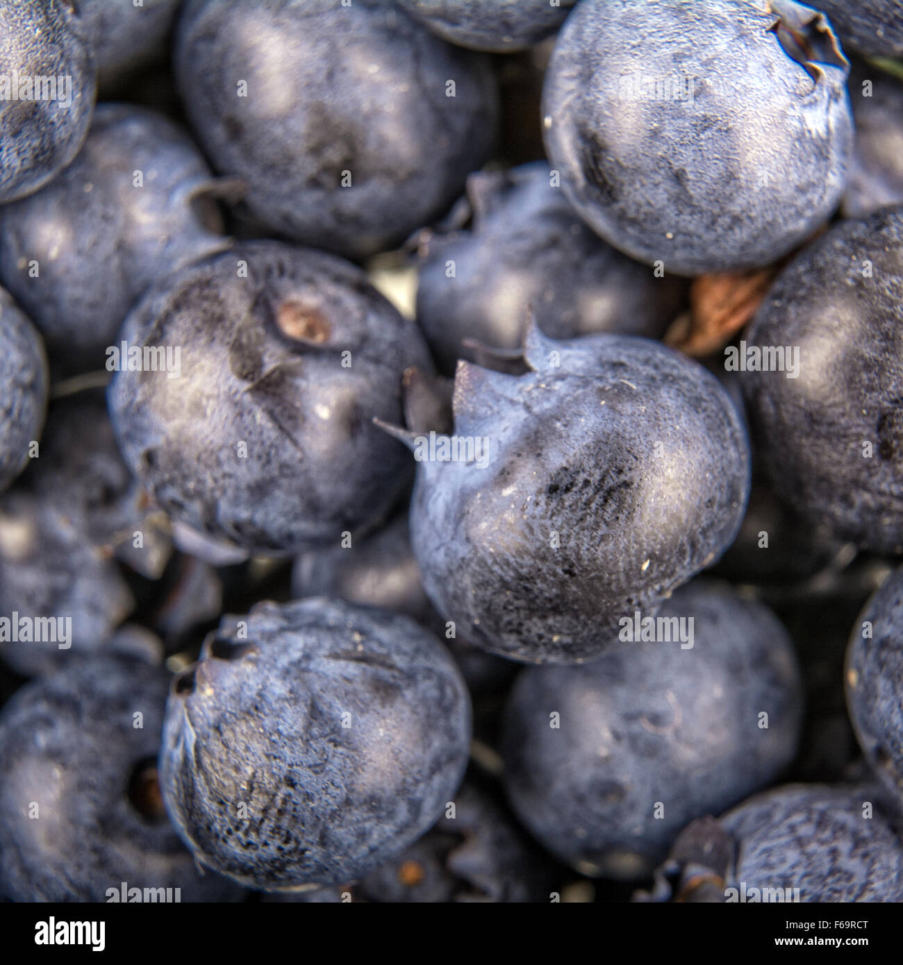 Freshly picked group of blueberries as creative background Stock Photo ...