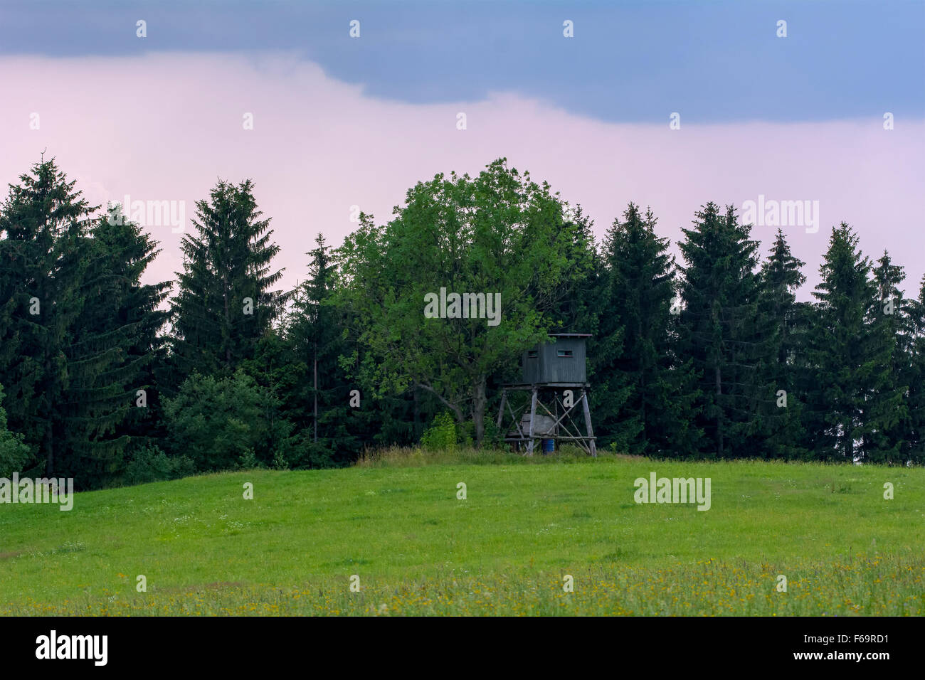 Tree stand hi-res stock photography and images - Alamy