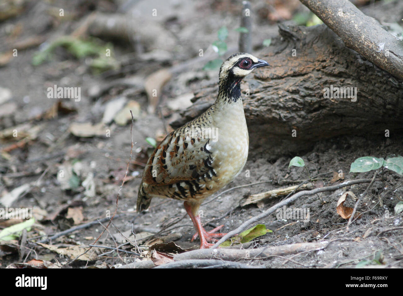 Flying partridge hi-res stock photography and images - Alamy