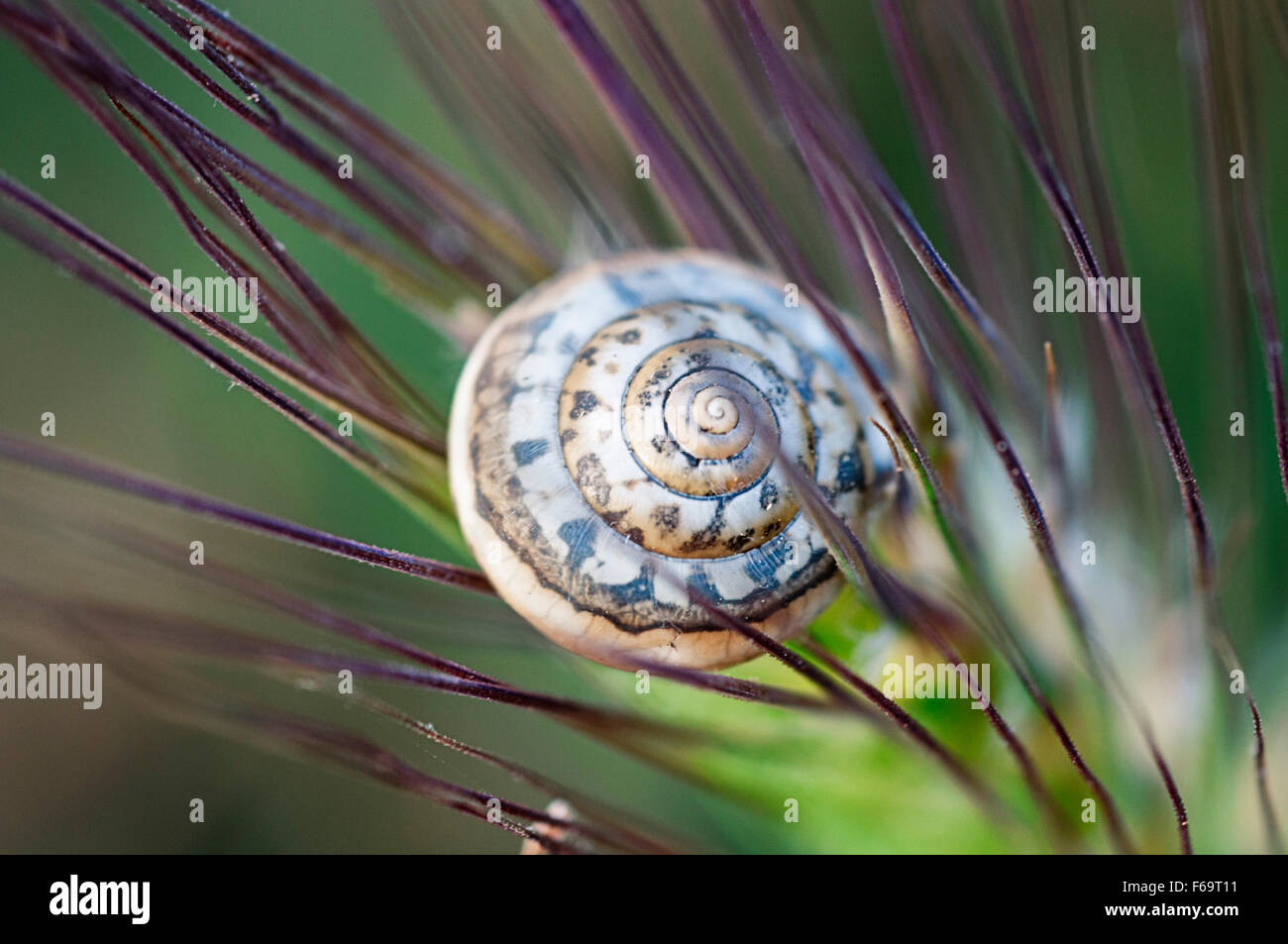 Snail shell in grass seed head Stock Photo - Alamy
