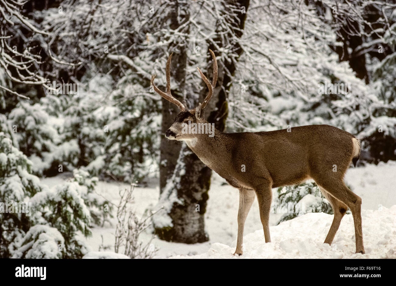 A male Mule Deer (Odocoileus hemionus) with 4-point antlers makes his ...