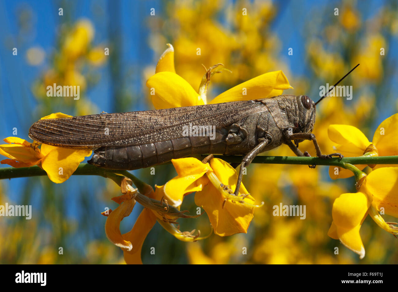 Blue-winged Grasshopper (Sphingonotus caerulans) - Greece Stock Photo ...