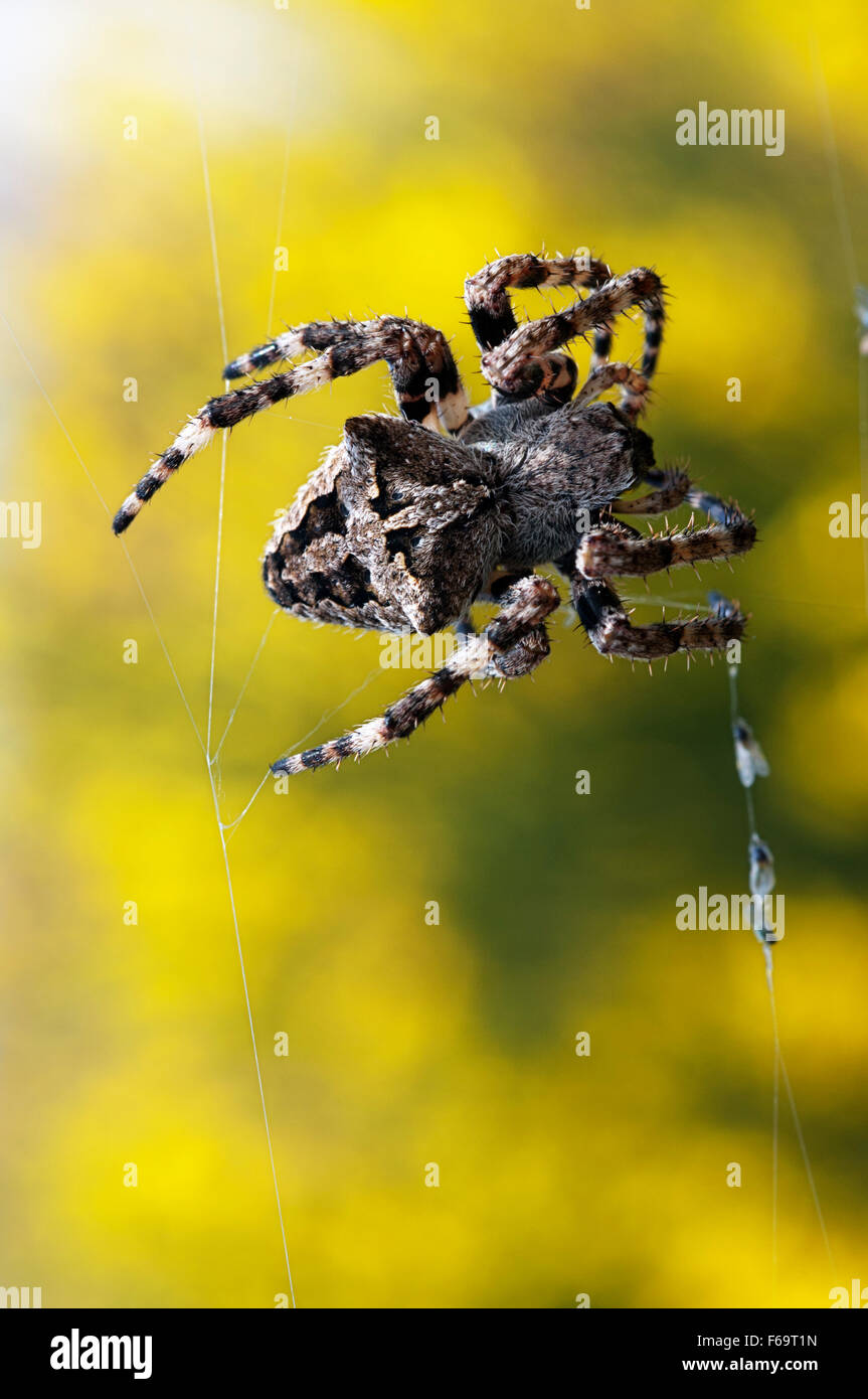 Spider building a web against yellow background Stock Photo - Alamy