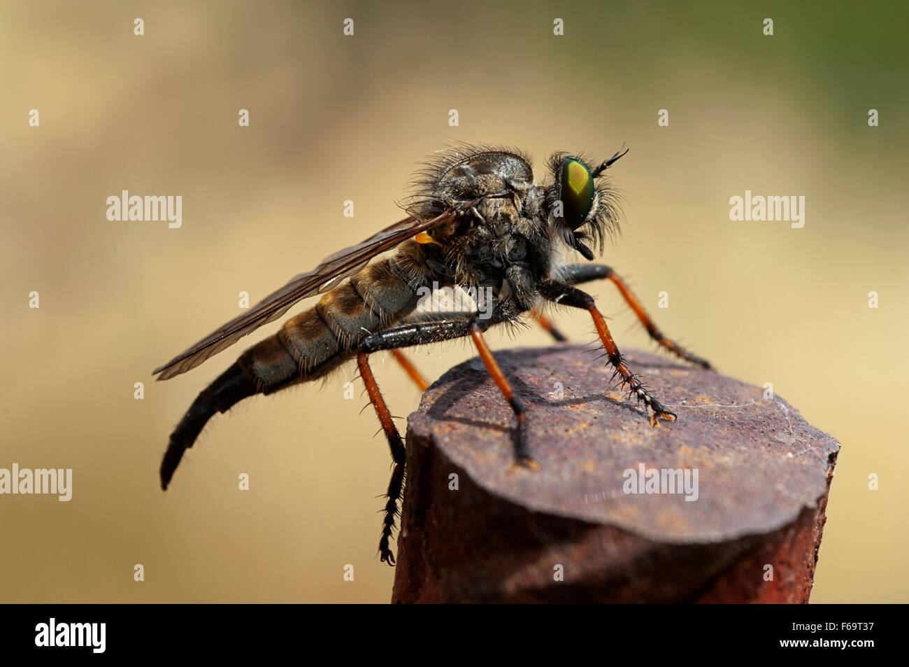 Pied-winged robber fly (Pamponerus germanicus Stock Photo - Alamy