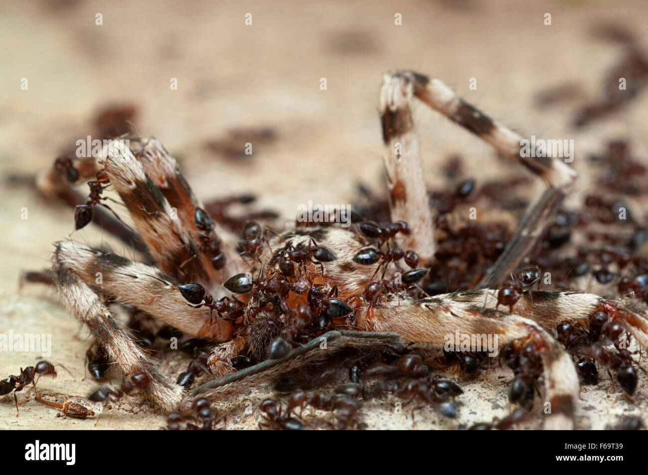Dead Spider High Resolution Stock Photography and Images - Alamy