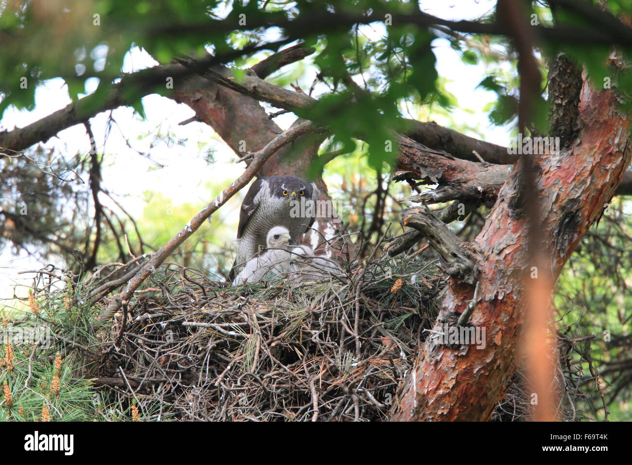 Northern Goshawk (Accipiter gentilis) nesting in Japan Stock Photo - Alamy