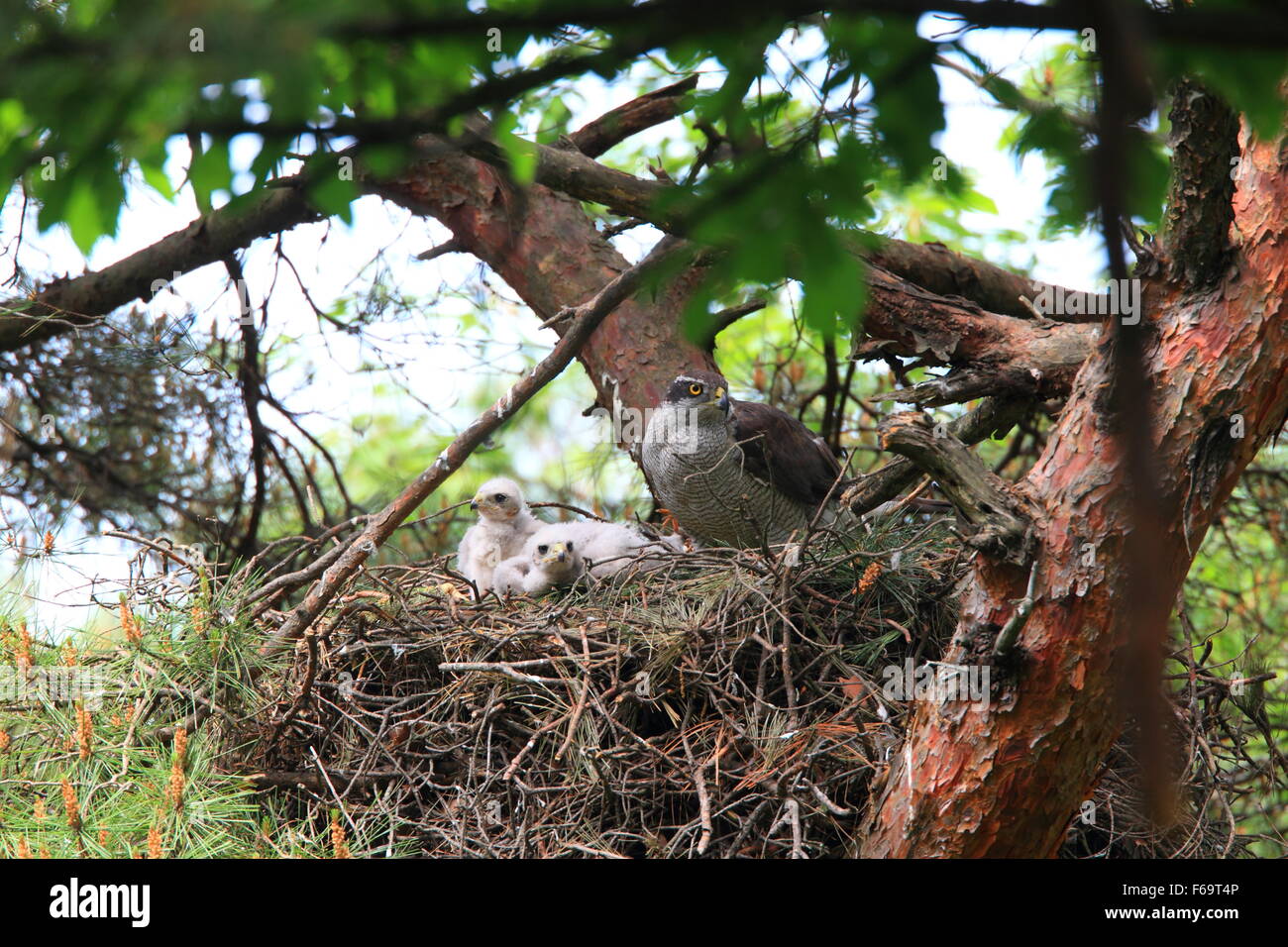 Northern Goshawk (Accipiter gentilis) nesting in Japan Stock Photo - Alamy