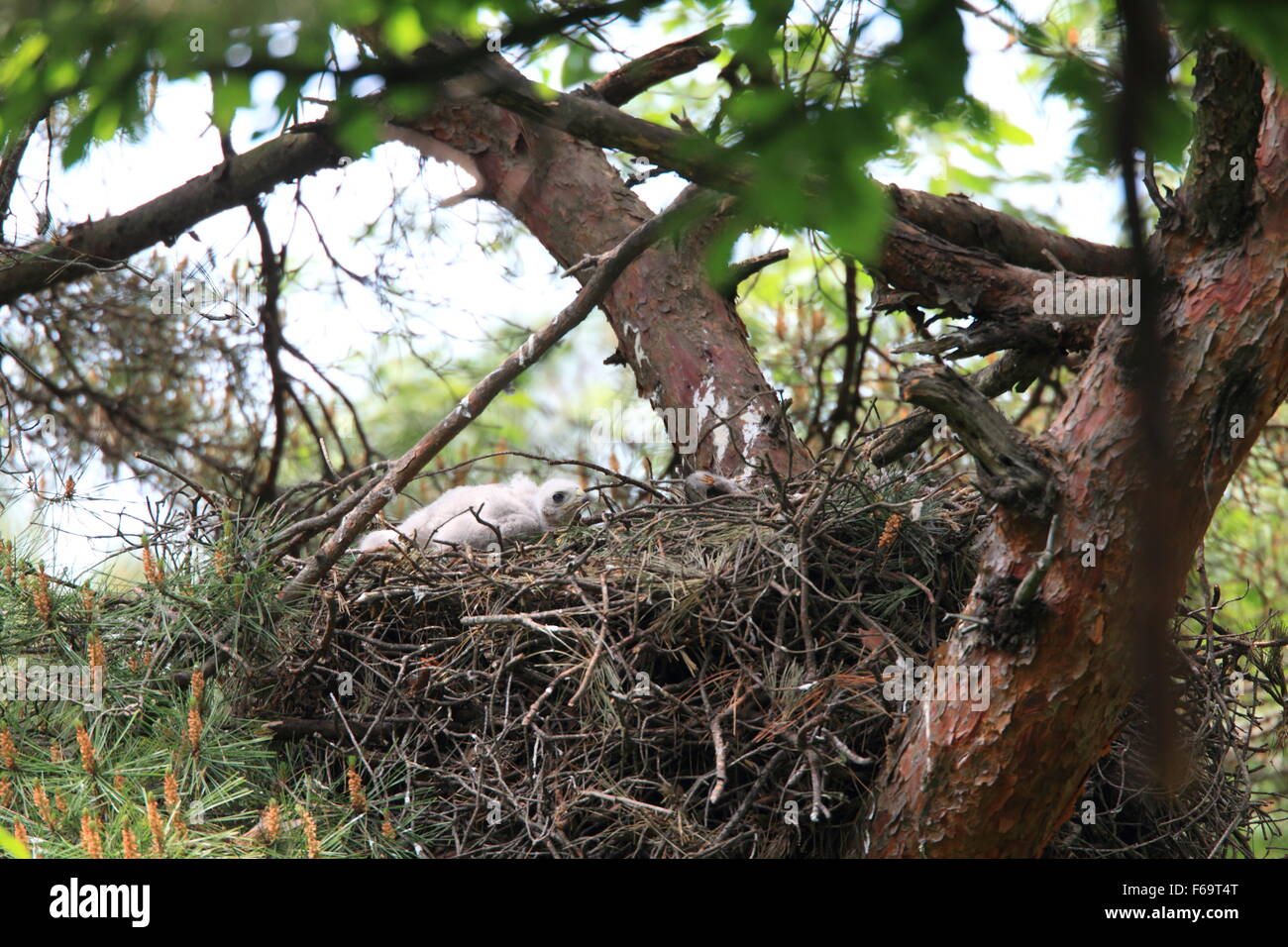 Northern Goshawk (Accipiter gentilis) nesting in Japan Stock Photo - Alamy