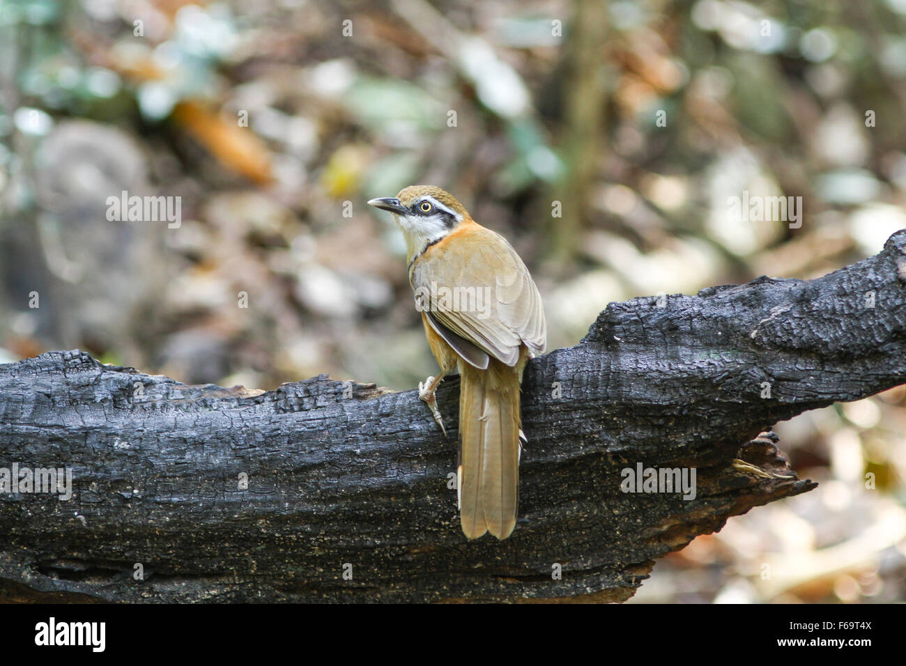 Greater Necklaced Laughingthrush (Garrulax pectoralis) in nature Stock ...