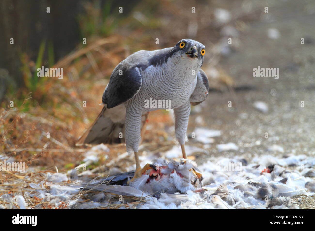 Northern Goshawk (Accipiter gentilis) eating dove in Japan Stock Photo ...