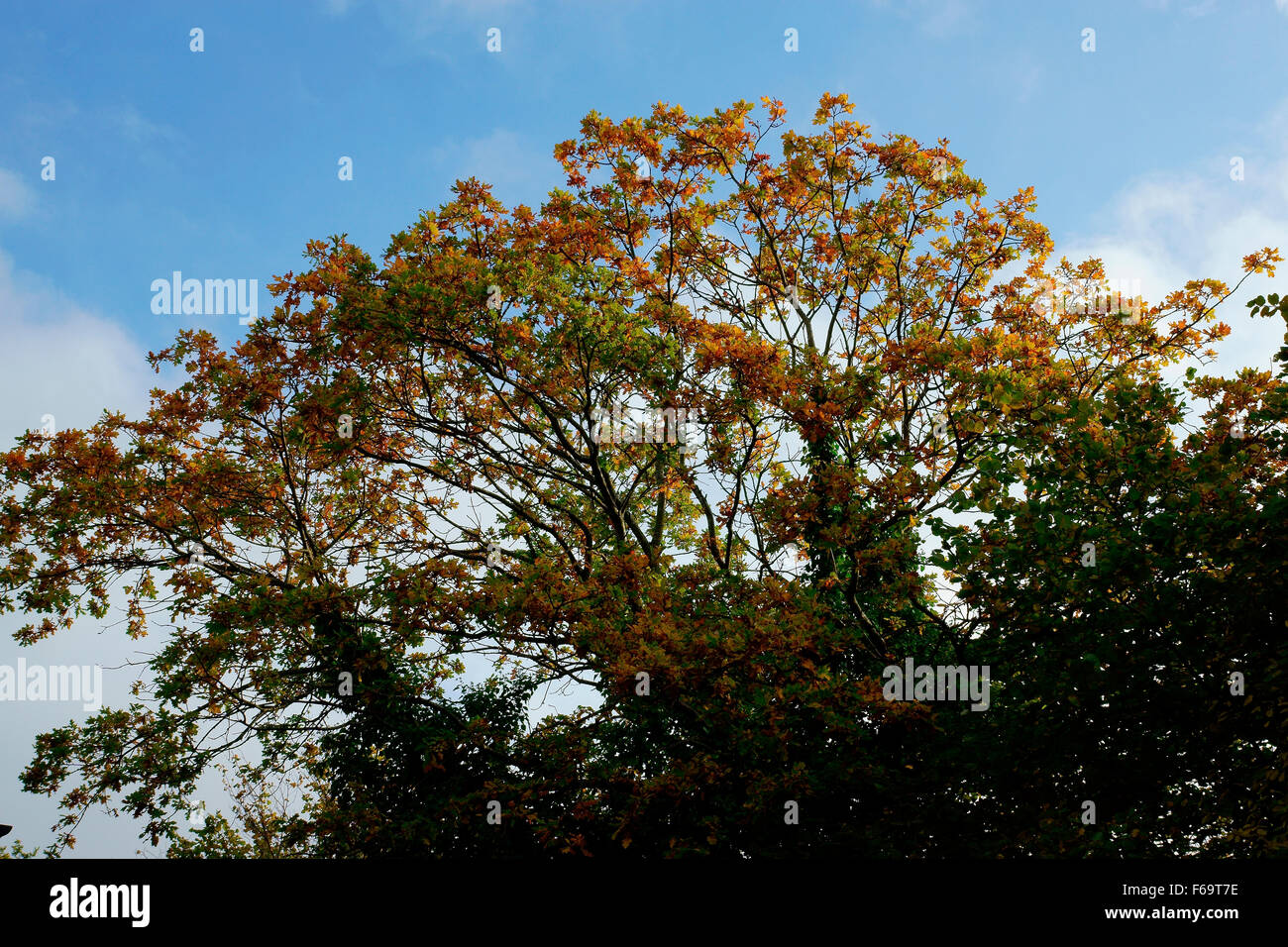 BEAUTIFUL COLOURS OF AUTUMN Stock Photo - Alamy