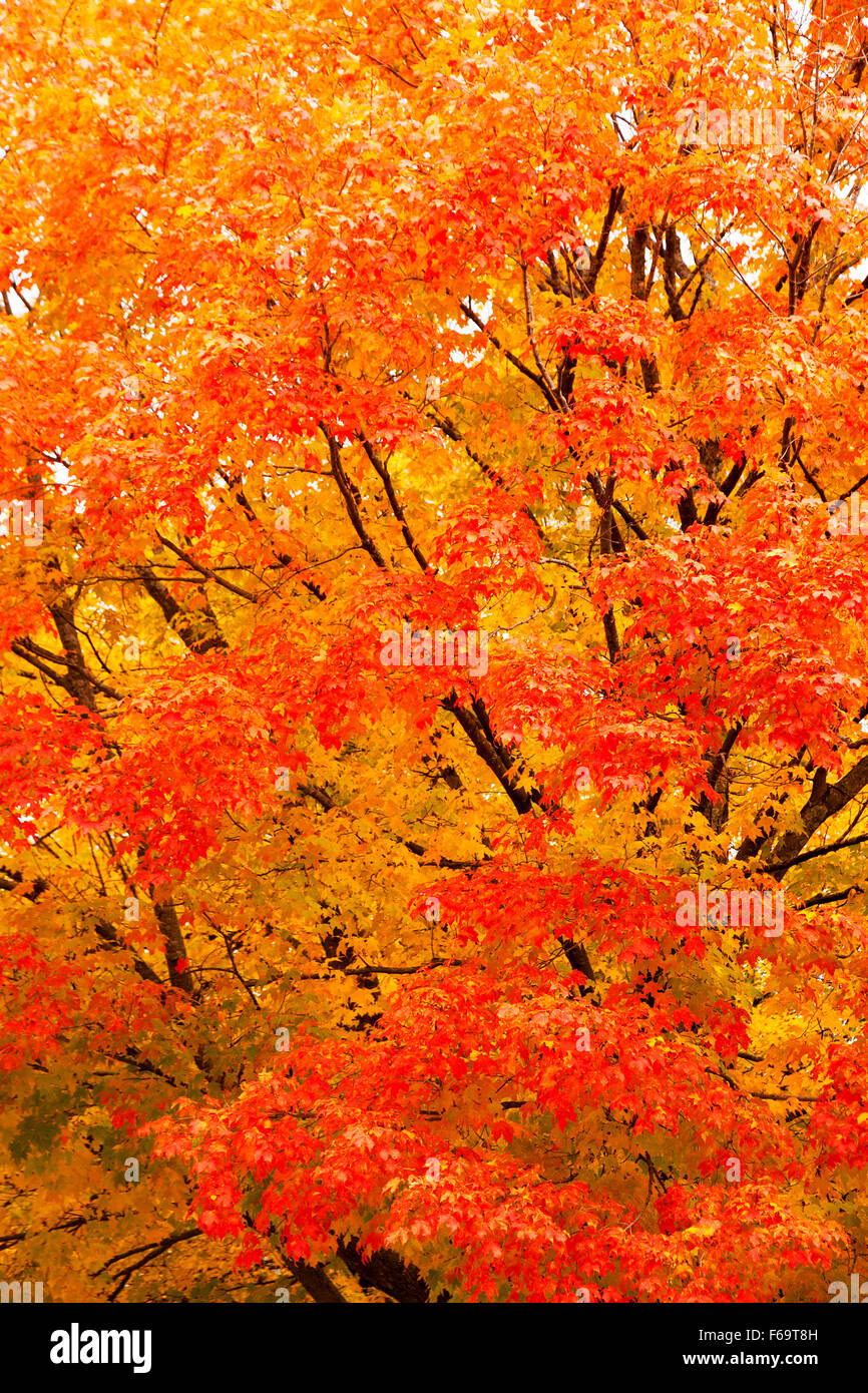 Glorious flaming colours from a maple tree in autumn, Vermont, New ...