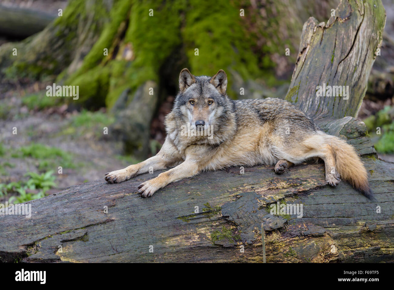 Europaeischer Wolf, Canis lupus, European grey wolf Stock Photo - Alamy