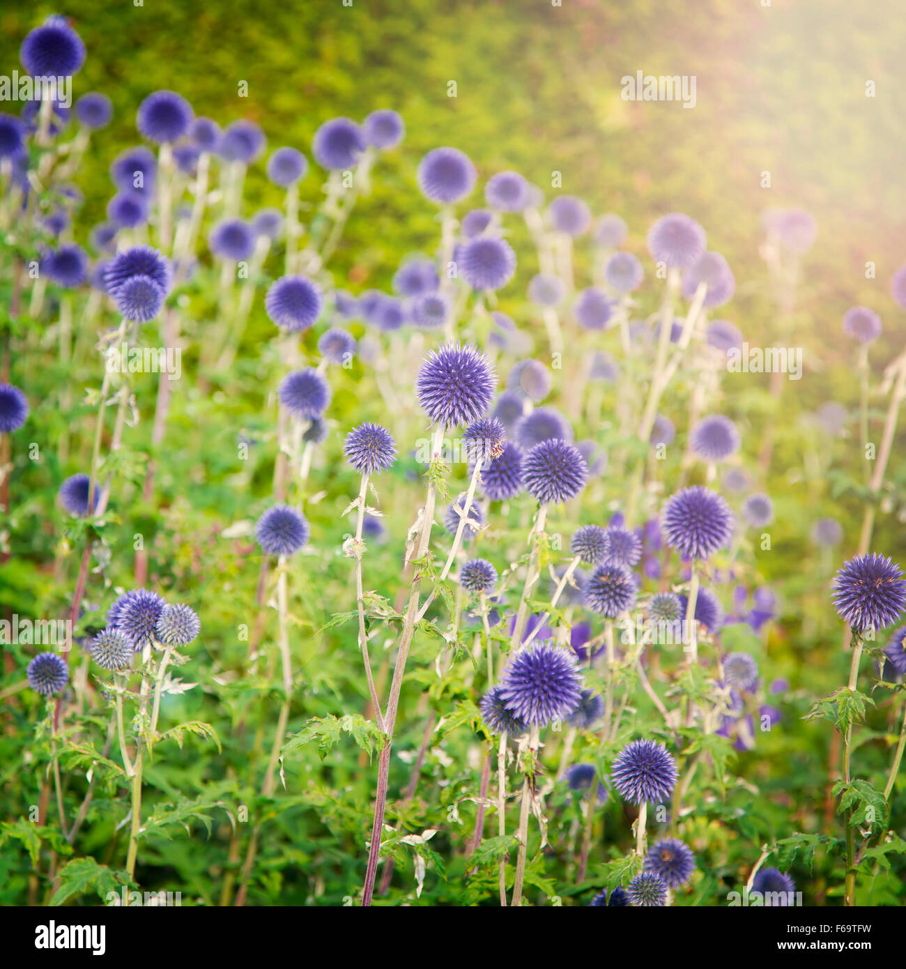 Plant blue thistle hi-res stock photography and images - Alamy