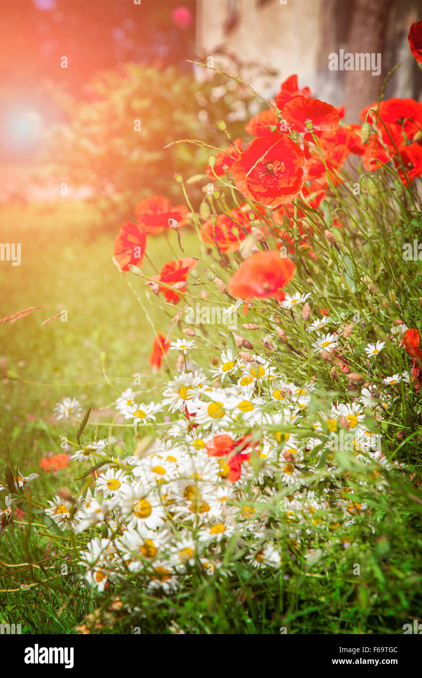 Image of a cluster of poppy flowers in the garden Stock Photo - Alamy
