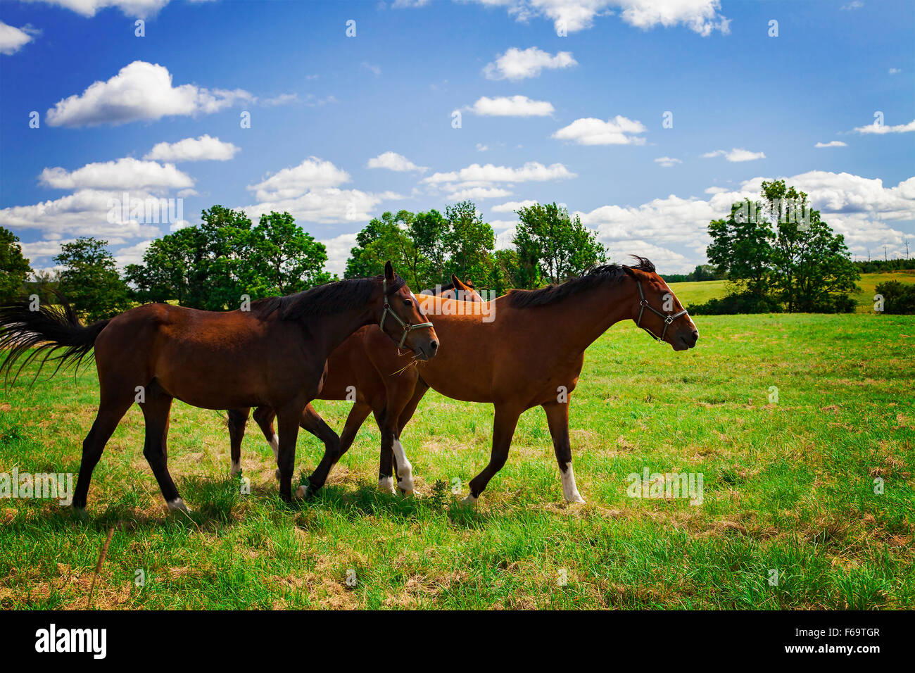Image of three young stallions walking in the field Stock Photo - Alamy