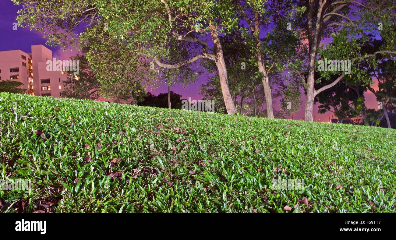 A long exposure night view of colorful sky with ground grass Stock ...
