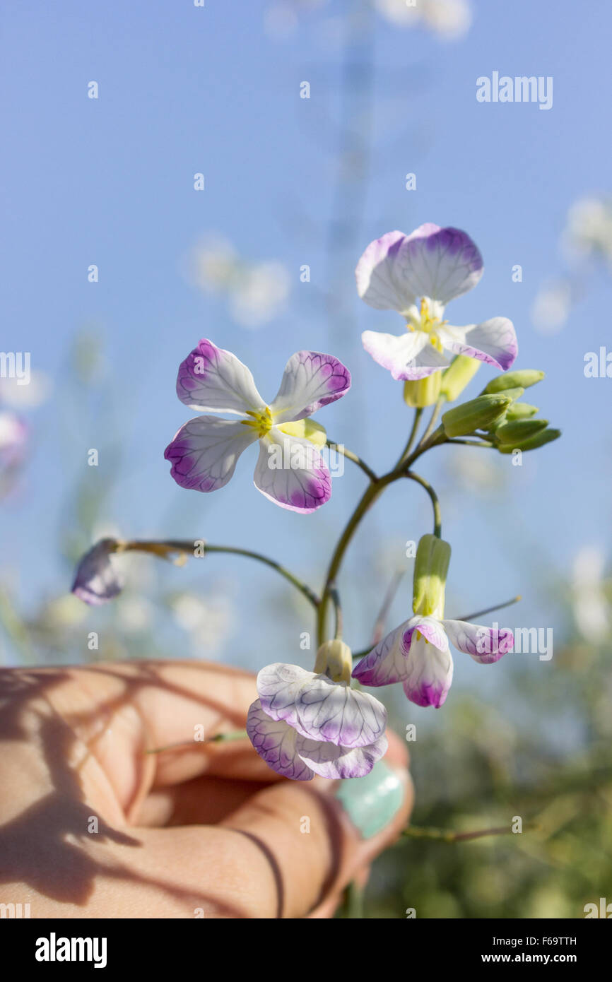 Radish flower against a blue sky Stock Photo - Alamy