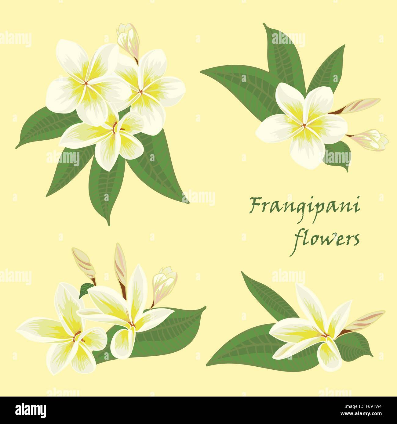 Set of flowers frangipani with leafs in realistic hand-drawn style ...