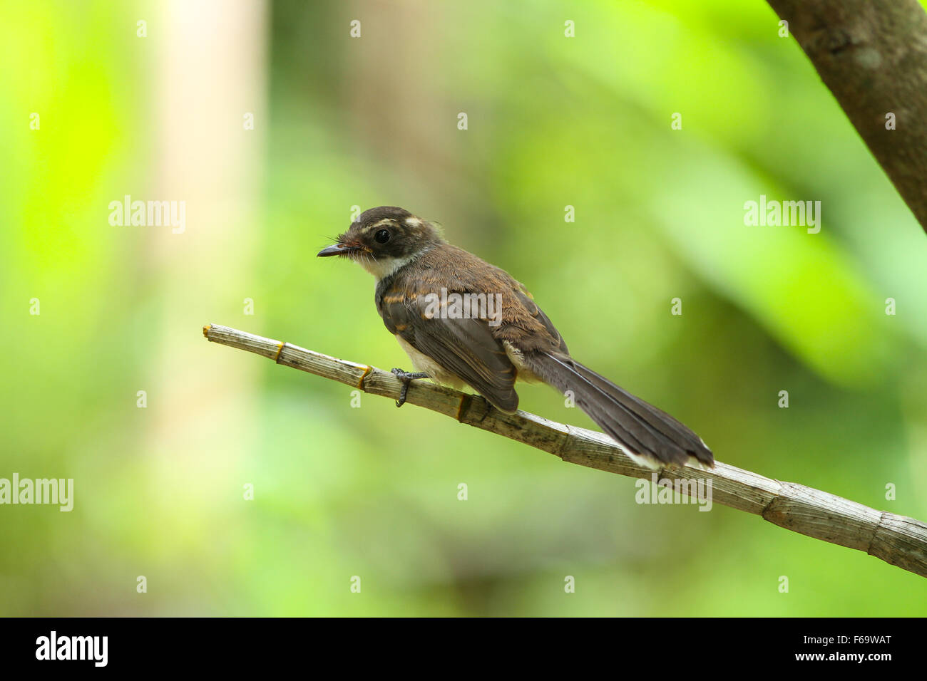 Portrait close up of Malaysian Pied Fantail(Rhipidura javanica) in ...