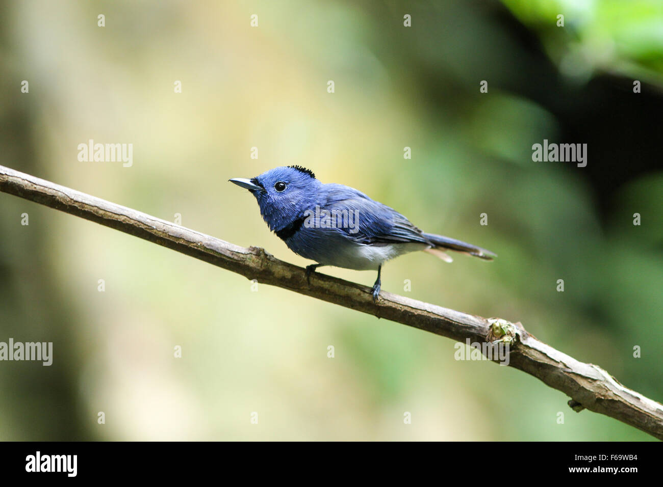 Black naped monarch bird hi-res stock photography and images - Alamy