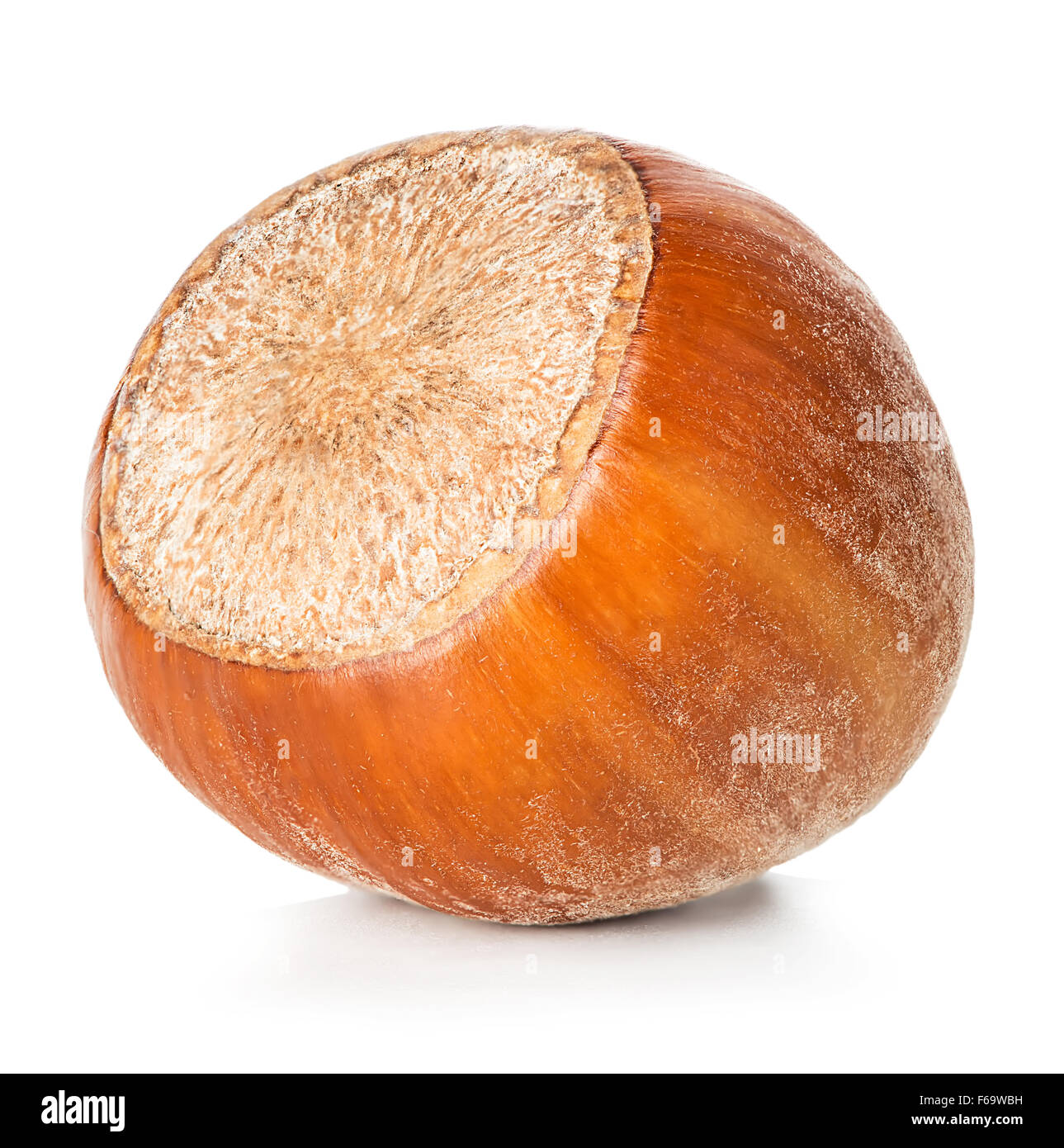Hazelnut isolated on white background Stock Photo - Alamy