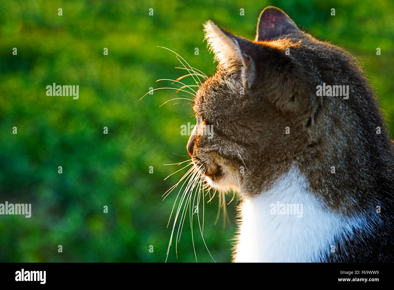 Cat side profile hi-res stock photography and images - Alamy