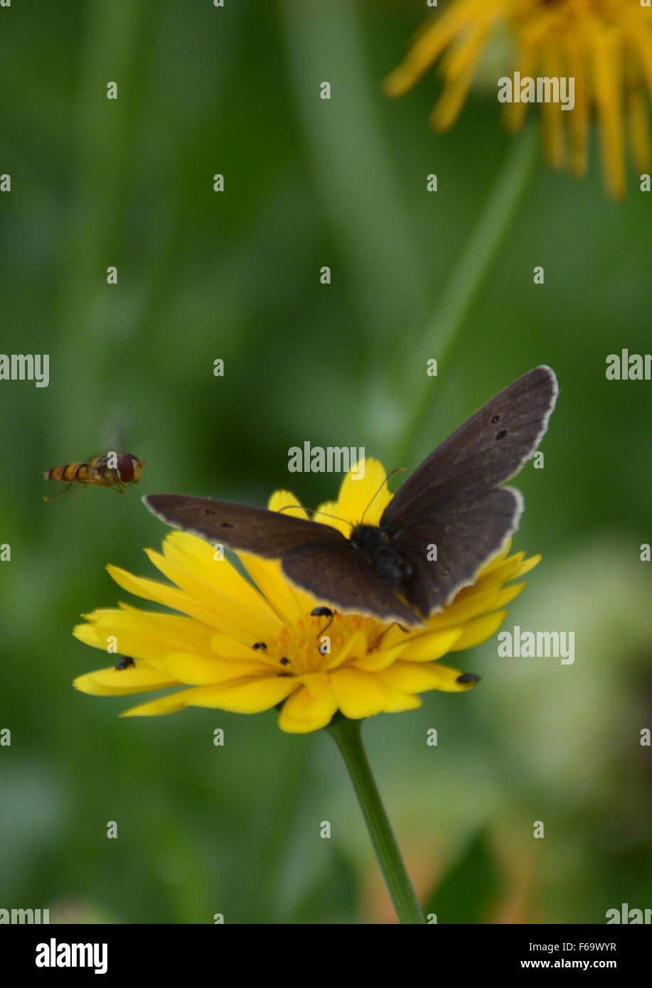 Small blue - female Stock Photo - Alamy