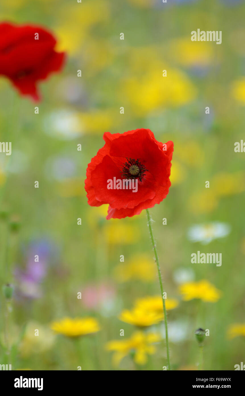 Single Red Poppy in Meadow Stock Photo - Alamy