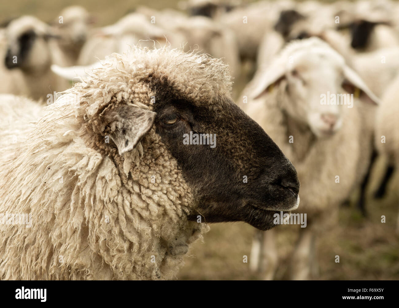Green pasture full sheep hi-res stock photography and images - Alamy