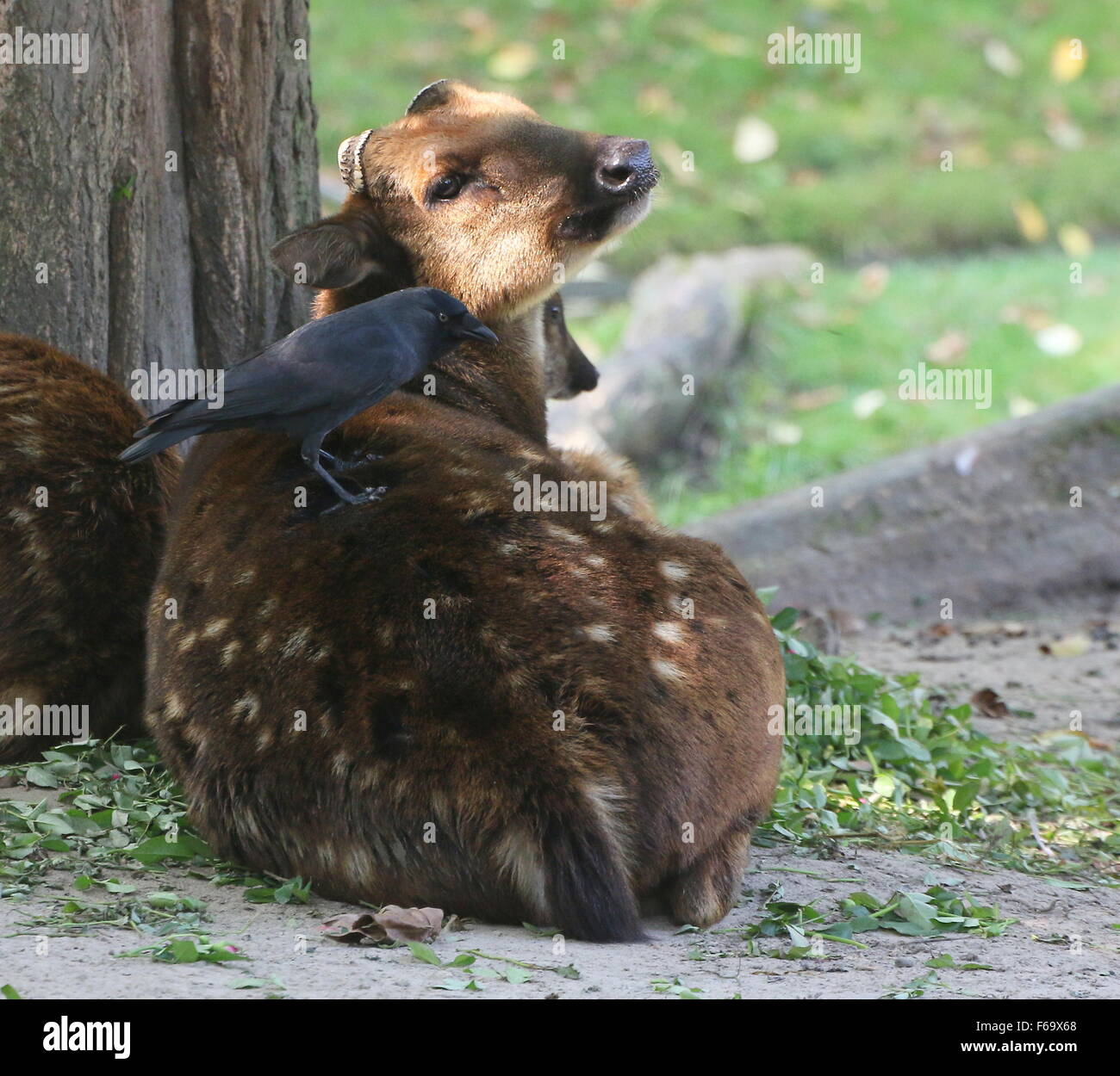 Male Visayan or Philippine spotted deer (Cervus alfredi, Rusa alfredi ...
