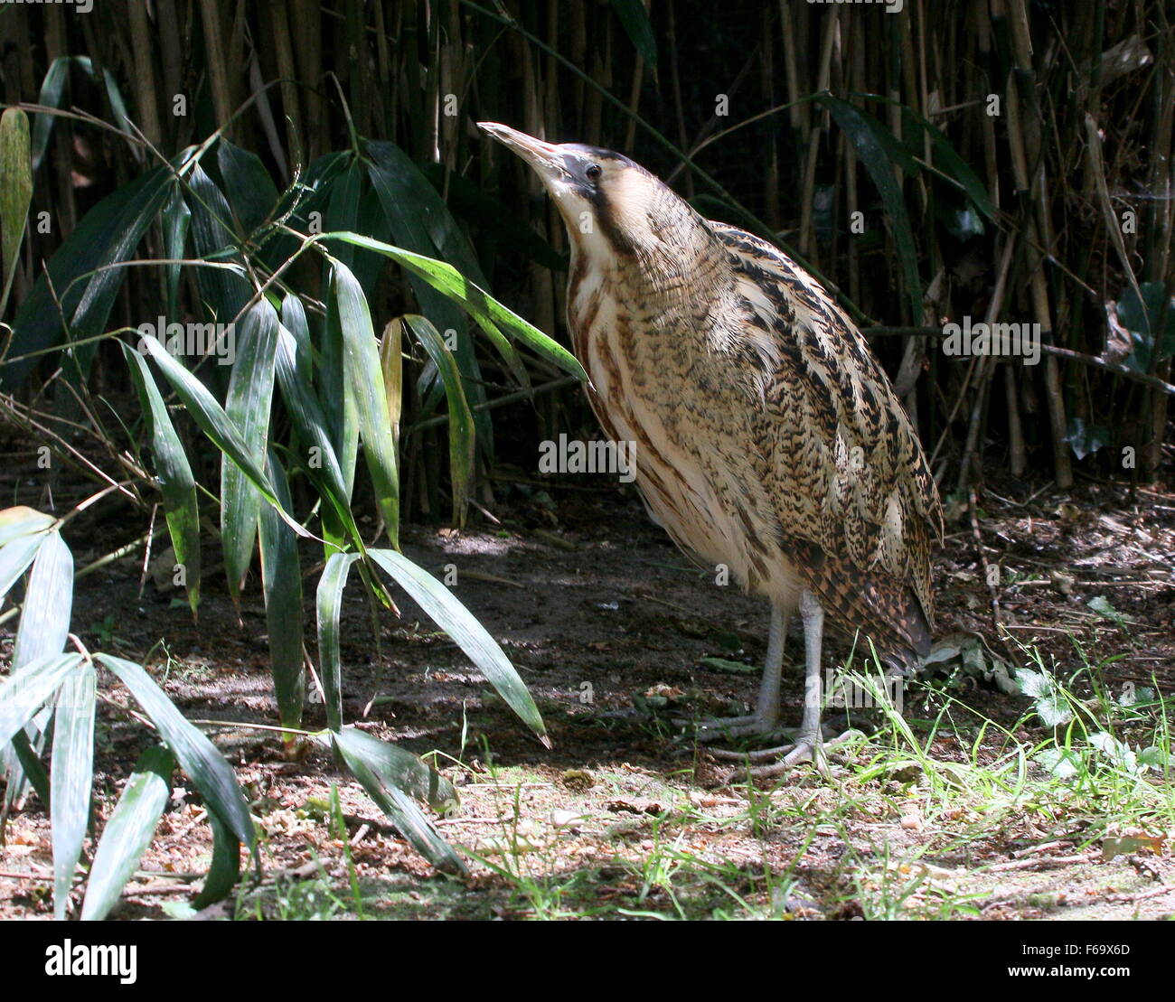 Close up of European Bittern (Botaurus stellaris) standing in the sun ...
