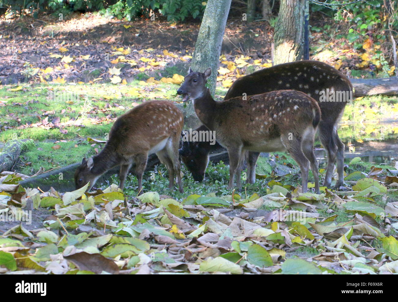 Small group of grazing Visayan or Philippine spotted deer (Cervus ...