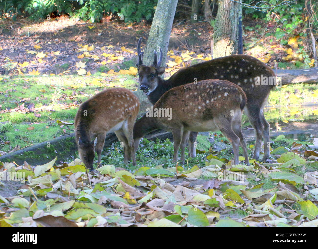 Small group of grazing Visayan or Philippine spotted deer (Cervus ...